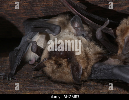 big brown bat baby nursing colony barn ohio Stock Photo - Alamy