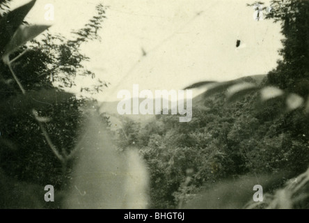 Jungle in Vietnam Stock Photo - Alamy