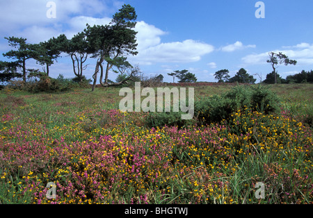 Goss Moor National Nature Reserve Cornwall England Stock Photo - Alamy