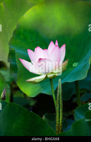 Lotus (Sacred Lotus Pollen) - Flower stamens (Nelumbo nucifera Gaertn ...