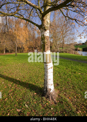 autumn woodland - st stephens park alongside river avon warwick ...