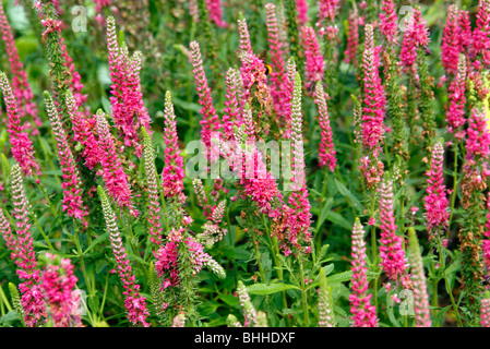 Veronica spicata 'Rotfuchs'. syn. Red Fox. Speedwell Stock Photo - Alamy