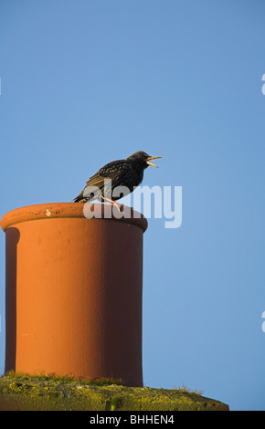 Starling Sturnus vulgaris singing from its pech on a plastic guttering ...
