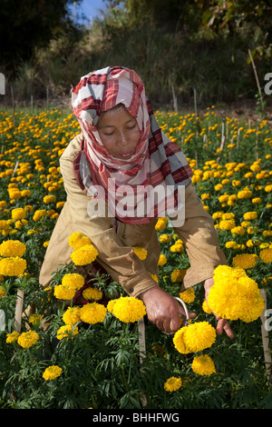 Portrait of Asian woman picking Chrysanthemum blooms, flowers, & crops ...
