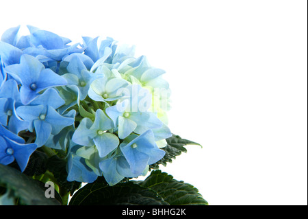 Blue Hydrangea in corner with copy space Stock Photo - Alamy