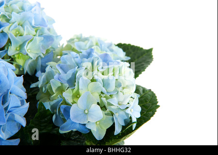 Blue Hydrangea in corner with copy space Stock Photo - Alamy