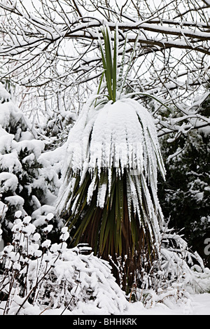 Yucca plant covered in snow, Grand Canyon National Park, Arizona Stock ...
