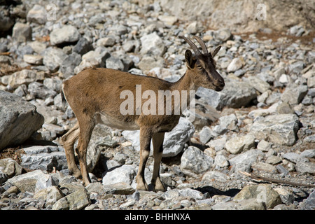 Wild kri-kri goat in Samaria Gorge, Crete, Greece Stock Photo - Alamy