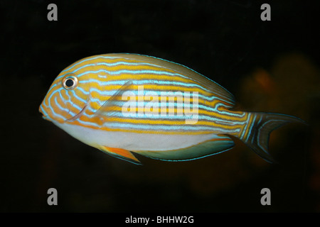 Clown tang - Acanthurus Lineatus Stock Photo - Alamy