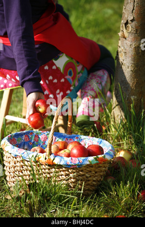 A lady picking apples Stock Photo - Alamy