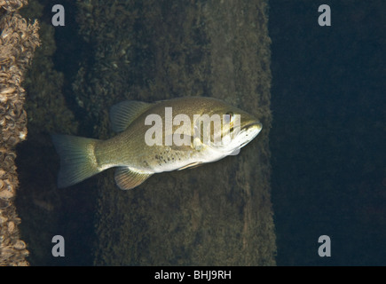 Smallmouth Bass swimming underwater in the St. Lawrence River Stock ...