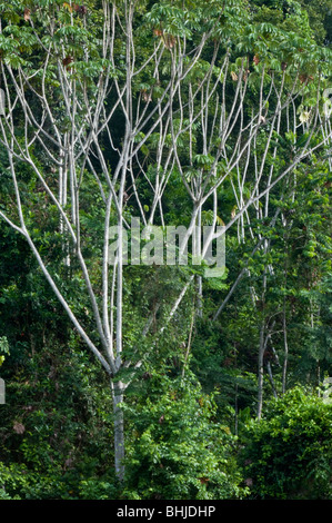 Cecropia Trees in tropical forest Stock Photo - Alamy
