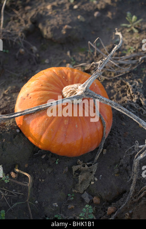 Field Pumpkin, Cucurbita pepo, Cucurbitaceae. Aka Autumn Pumpkin ...