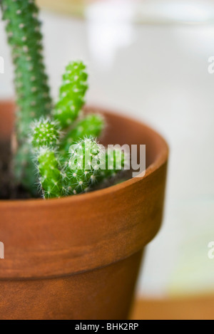 A single succulent plant potted Stock Photo - Alamy