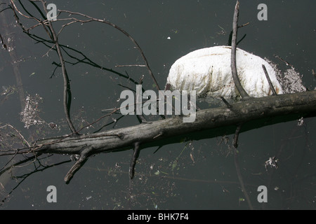 Tree branch floating in the water at a forest lake in grey weather ...