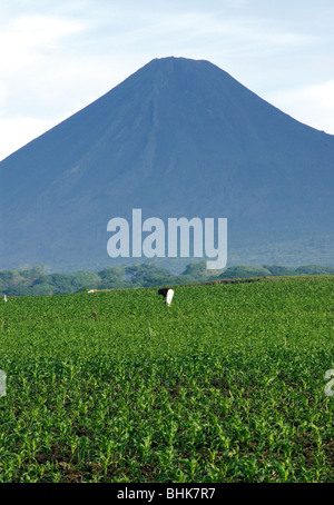 El Salvador. Agricultural landscape. Corn field. Volcano Izalco Stock ...
