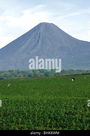 El Salvador. Agricultural landscape. Corn field. Volcano Izalco Stock ...