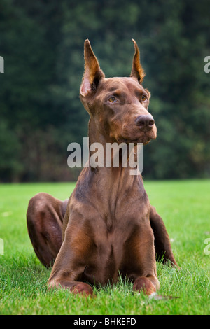 lying German Pinscher Stock Photo - Alamy