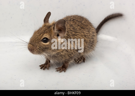 The degu (Octodon degus) is a small caviomorph rodent that is endemic ...
