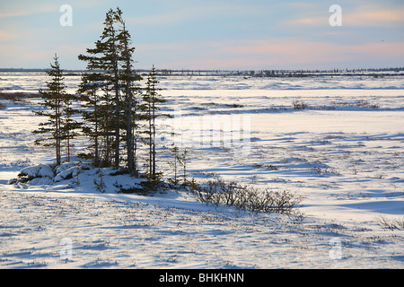 White Spruce on the Tundra, Hudson Bay, Canada Stock Photo - Alamy
