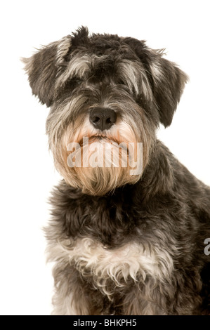 Salt and Pepper Miniature Schnauzer dog lying on white background Stock ...