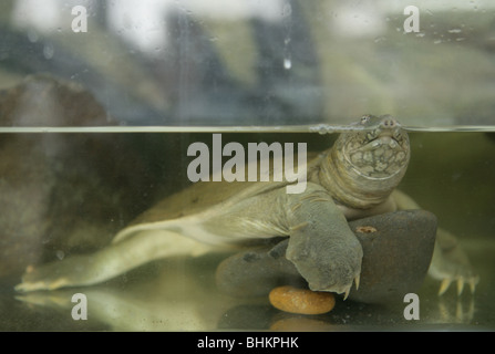 Chinese soft-shelled turtle Stock Photo - Alamy