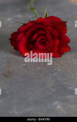Beautiful petals of red roses on wooden table close-up Stock Photo - Alamy