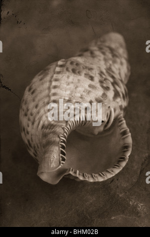 Details of a sea shell Stock Photo - Alamy