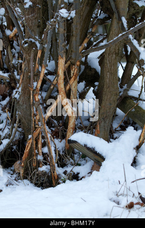 Rabbit damage to trees Stock Photo - Alamy