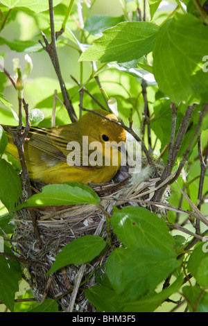 Yellow Warbler Nest Stock Photo - Alamy