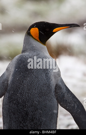 King penguin from behind, Antarctica Stock Photo - Alamy