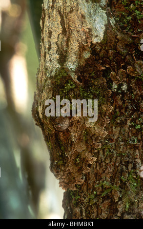 Uroplatus sikorae, mossy leaf-tailed gecko or the southern flat-tail ...