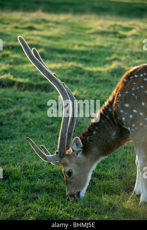 Male Axis deer (Axis axis Stock Photo - Alamy