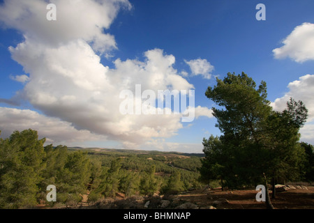 Israel Southern Hebron Mountain Yatir Forest Scenic Route Stock Photo ...