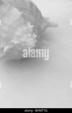 Lace Murex Shell Stock Photo - Alamy