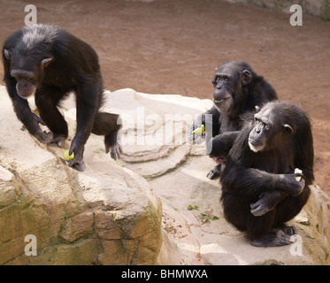 ZOO CHIMP CHIMPANZEE CROUCHING AND HOLDING AN APPLE IN AN OUTSTRETCHED ...