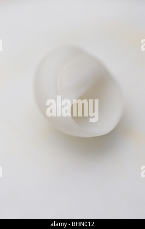 Background of seashell close-up macro. Mollusk seashell texture Stock ...