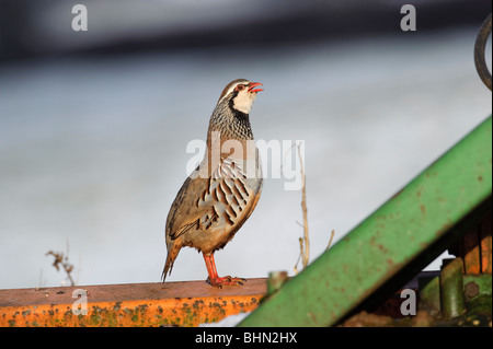 Red legged french partridge alectoris rufa Stock Photo - Alamy