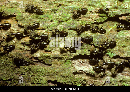 Termites (Hospitalitermes sp.), blind workers carrying wads of ...