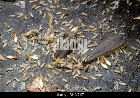 Winged termite alates (Odontotermes cf. obesus) being released from the ...
