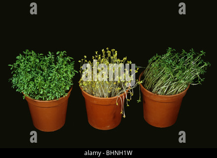 Cress seedlings response to no light and directional light, photo ...