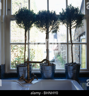 Bushes of rosemary in pots Stock Photo - Alamy