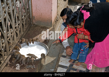 Hindu family worshiping the holy rats. Karni Mata Temple (Rats Temple ...