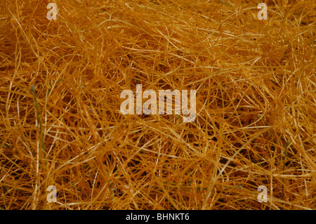 Dodder (Cuscuta sp Stock Photo - Alamy