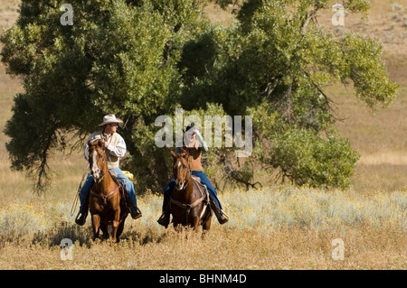 Cowboys & cowgirls riding the range herding cattle Stock Photo - Alamy