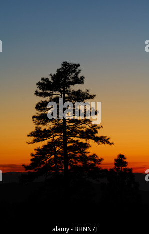 Pine tree, sunset Stock Photo - Alamy