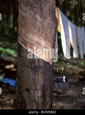 Collecting sap from the Rubber Tree (Hevea brasiliensis), Johor Baharu ...