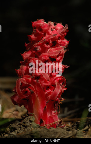 Snow plant, or Snow flower, Sarcodes sanguinea; parasitic on fungi in ...