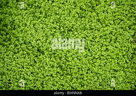 Angel tears grass plant, Soleirolia Soleirolii, Urticaceae Stock Photo ...