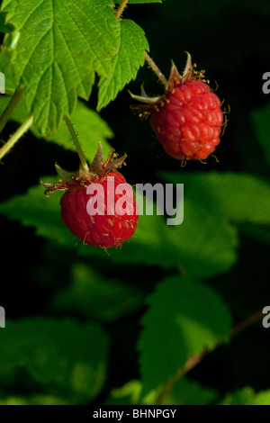 American red raspberry (Rubus idaeus strigosus Stock Photo - Alamy